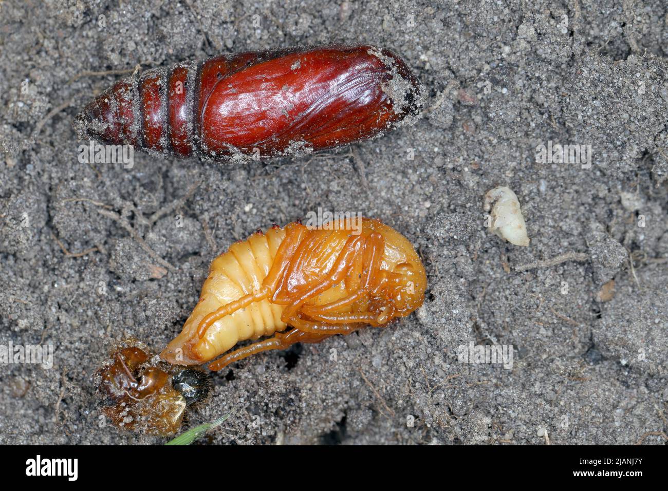 Pupae of Summer Chafer, European June Beetle (Amphimallon solstitiale ...