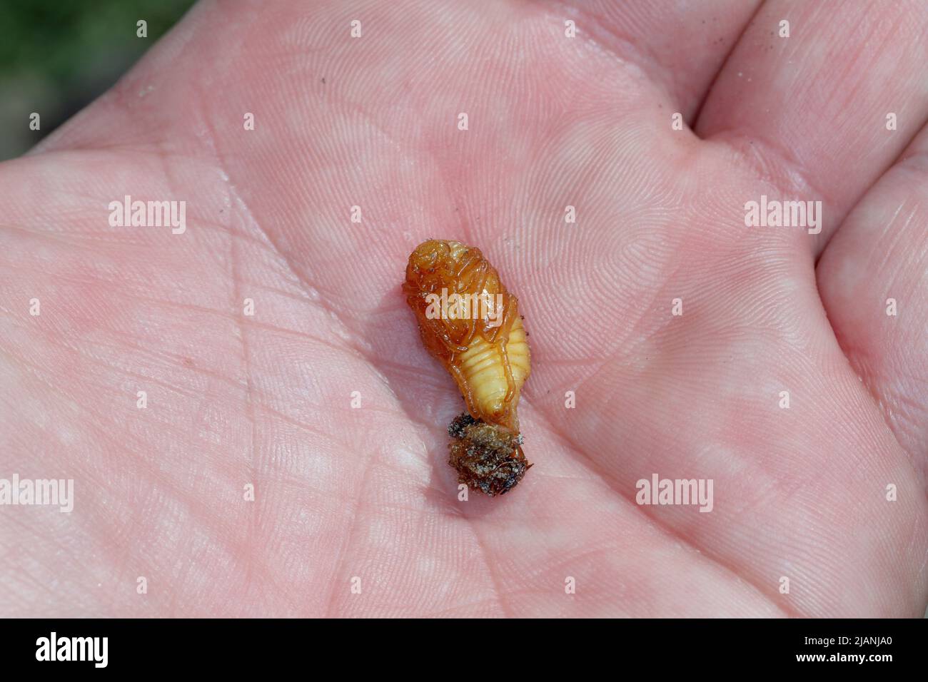 Summer Chafer, European June Beetle (Amphimallon solstitiale), pupa ...