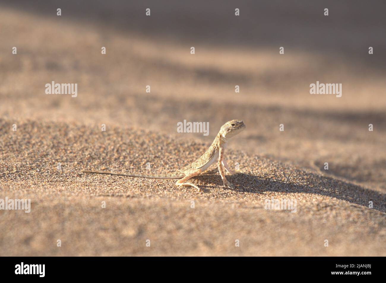 Arabian black head desert lizard hi-res stock photography and images ...