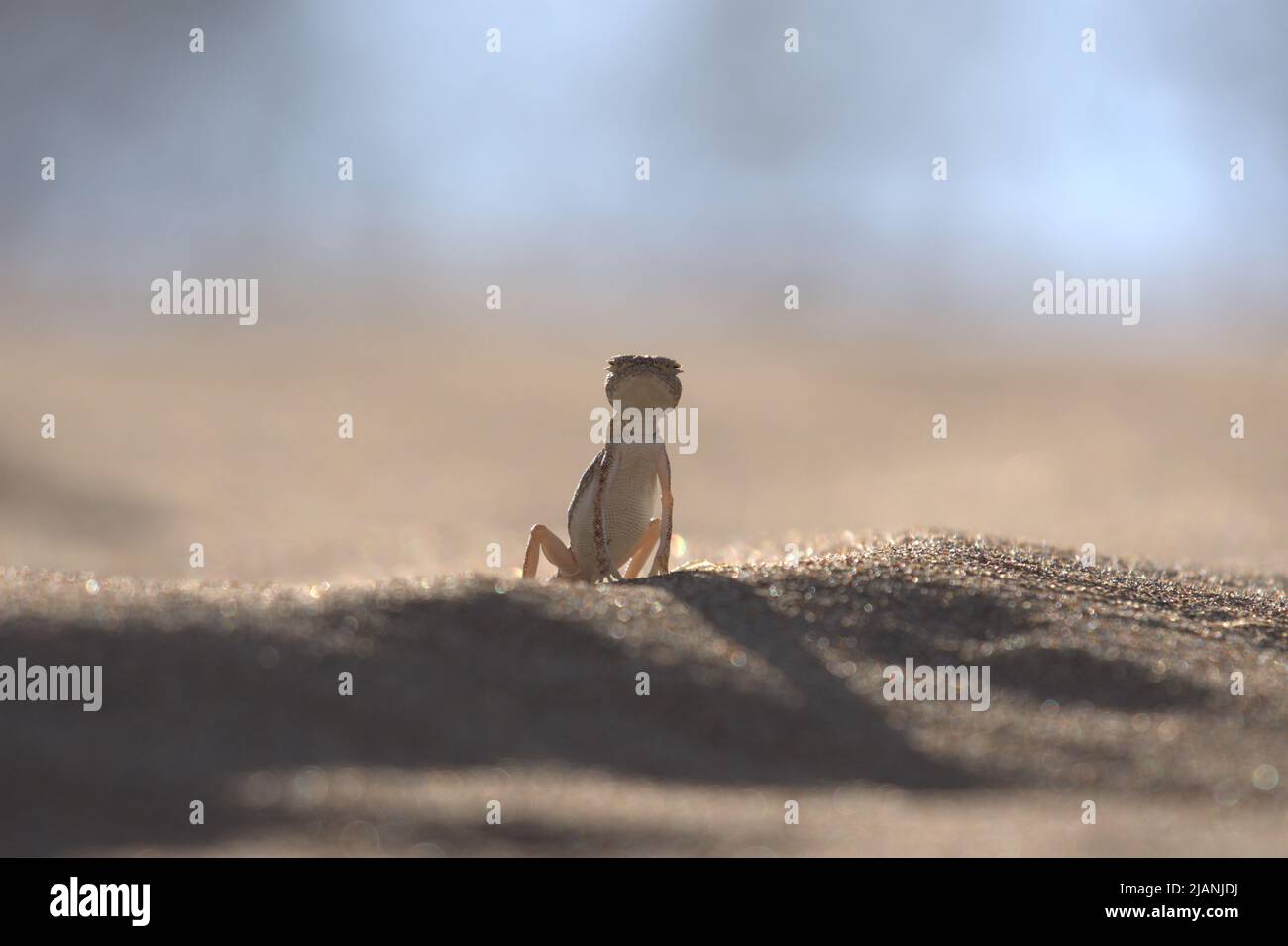 Oman toad hi-res stock photography and images - Alamy