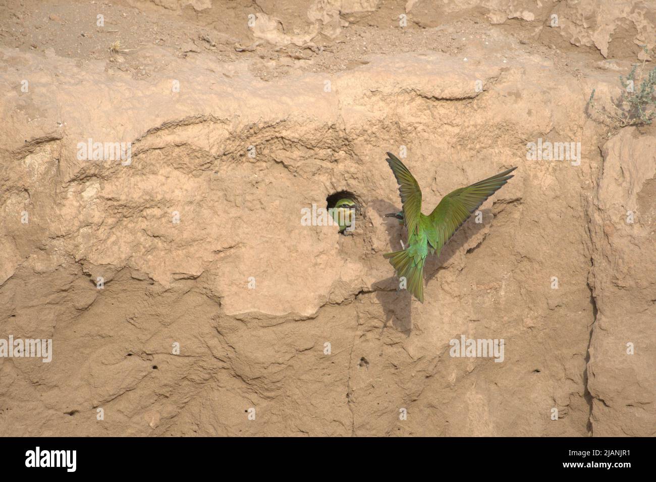 The bee-eaters are a group of non-passerine birds in the family ...