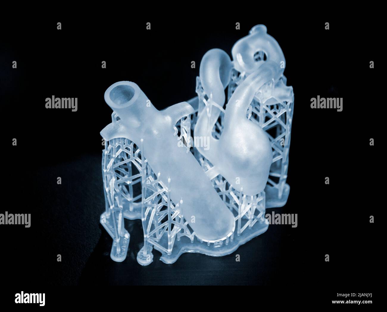 3D printed human heart prototype close-up. Object photopolymer printed ...