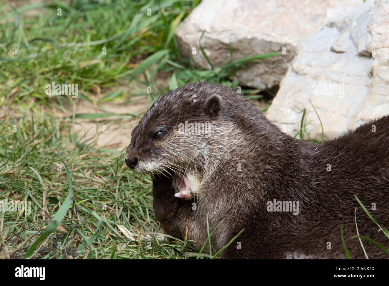 Omnivore teeth hi-res stock photography and images - Alamy