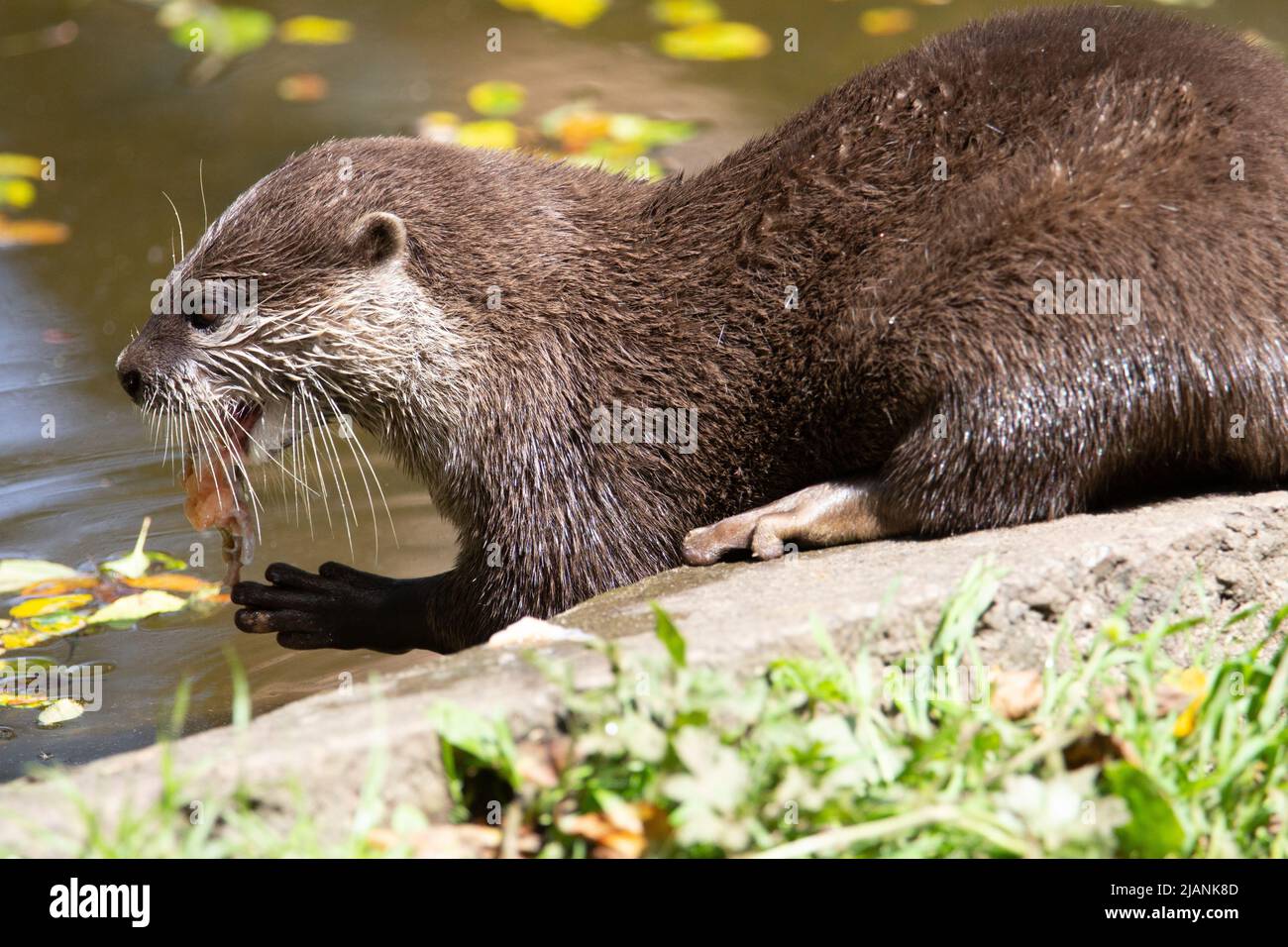Asian small-clawed otter (Aonyx cinereus) an Asian small clawed otter ...