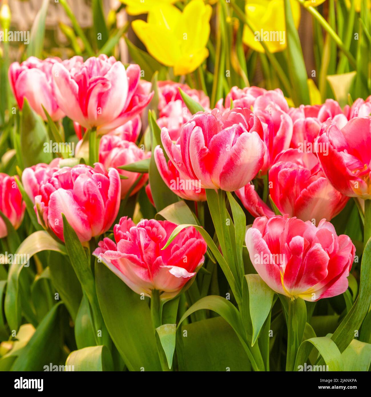 Closeup of beautiful tulips. Spring flowers blossom background. Fresh ...
