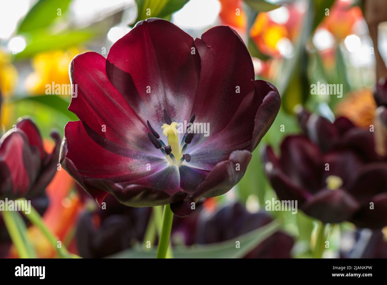 Black tulip flower. Spring garden background. Beautiful tulips growing ...