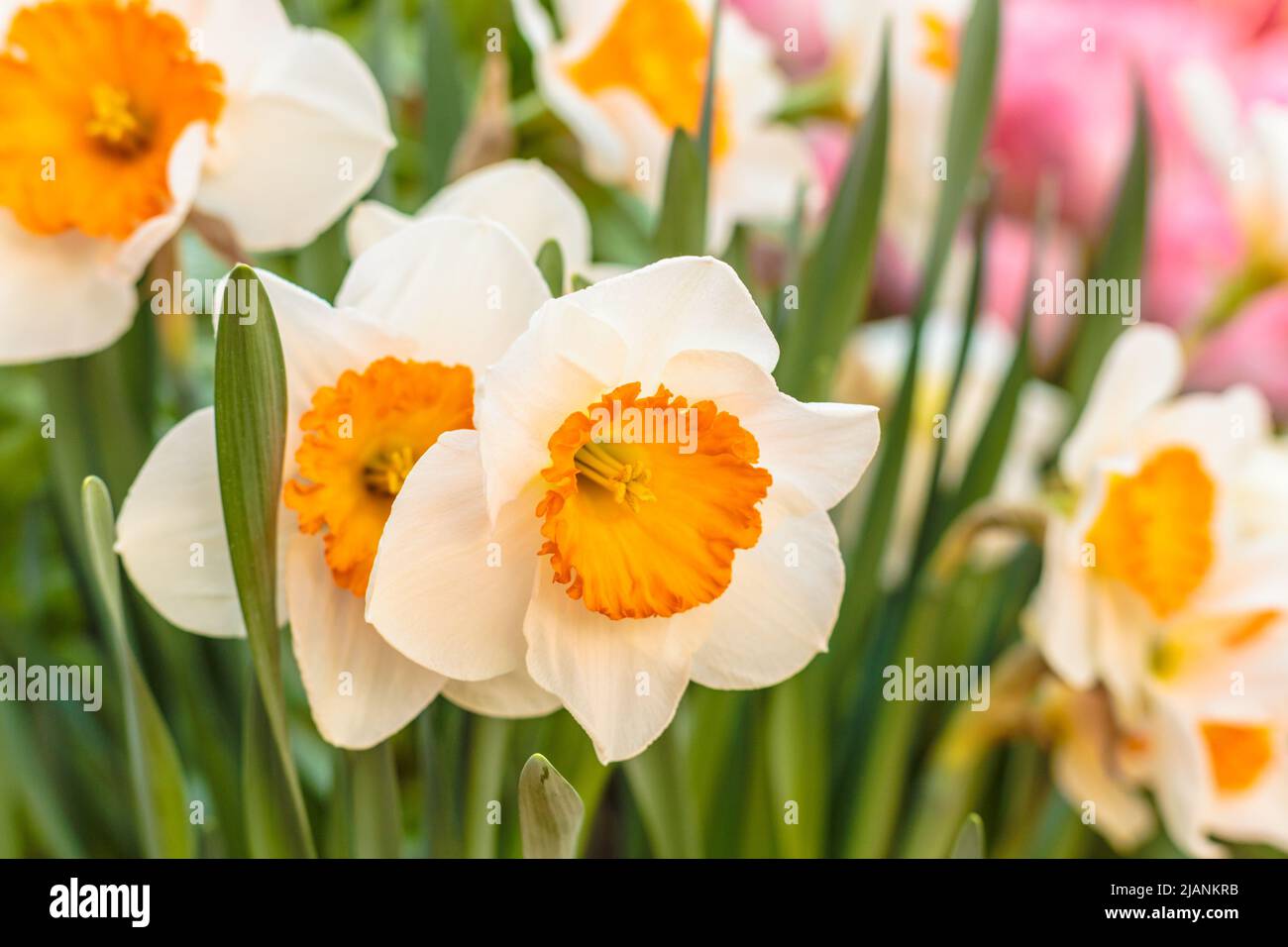 Closeup of beautiful narcissus. Spring flower background. Green blossom ...