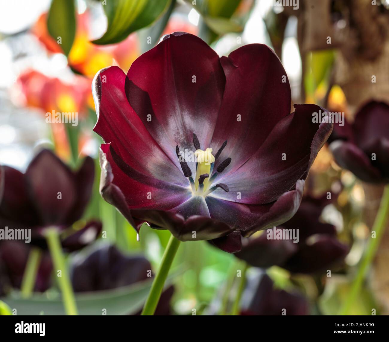 Black tulip flower. Spring garden background. Beautiful tulips growing ...