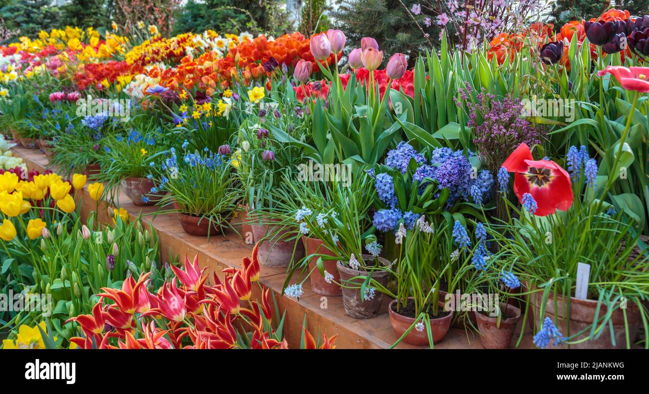 Flowers in green house. Floral bouquet shop. Blooming plants and multi ...