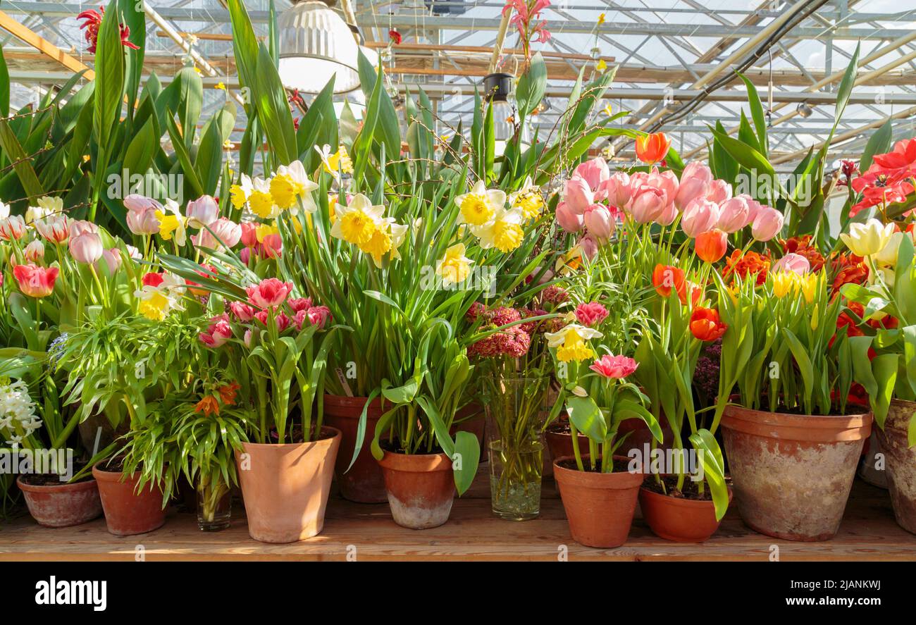 Blooming Flowers inside a garden center greenhouse Stock Photo - Alamy
