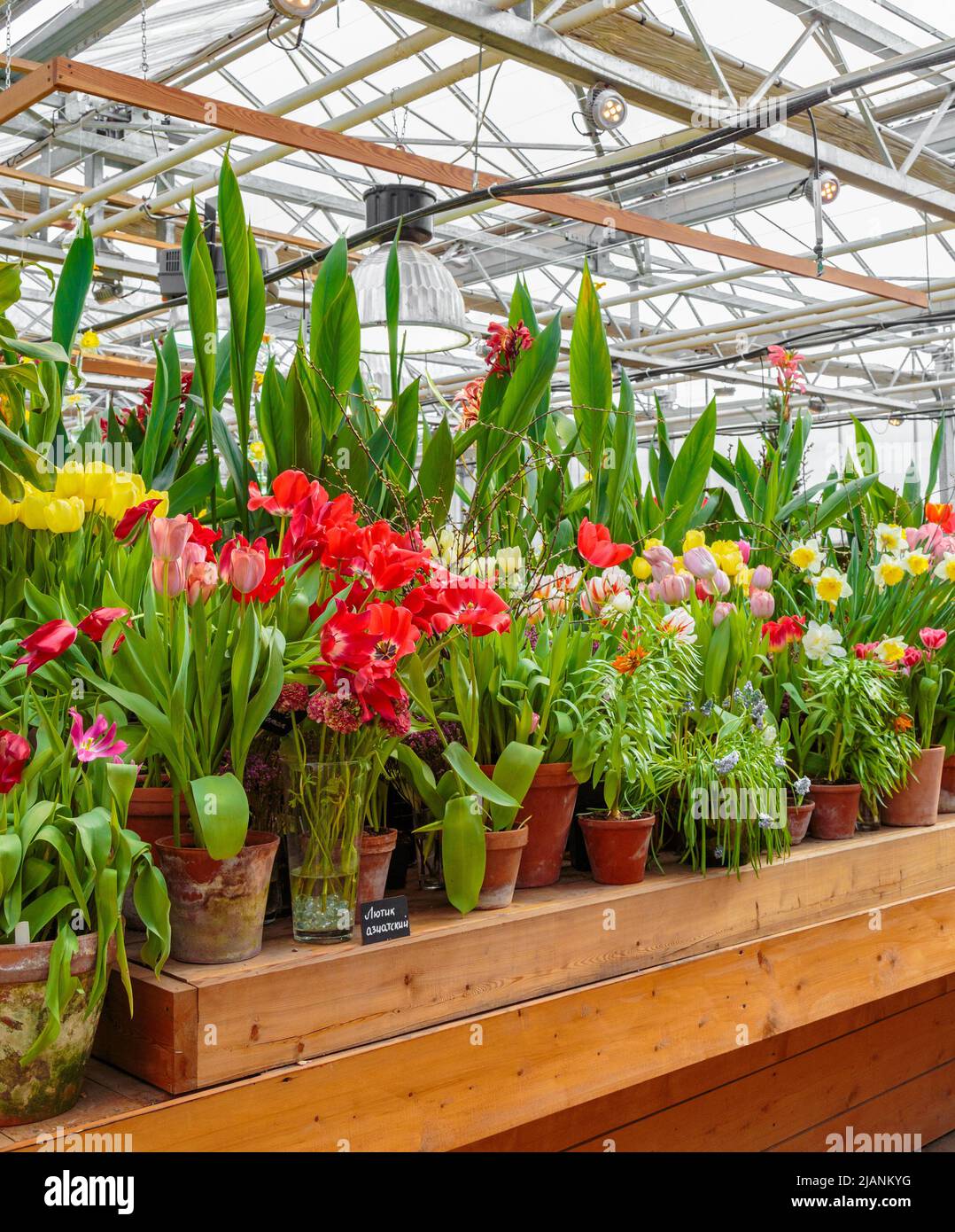 Flowers in green house. Floral bouquet shop. Blooming plants and multi ...