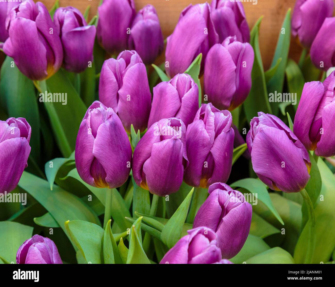 Closeup of beautiful tulips. Spring flowers blossom background. Fresh ...