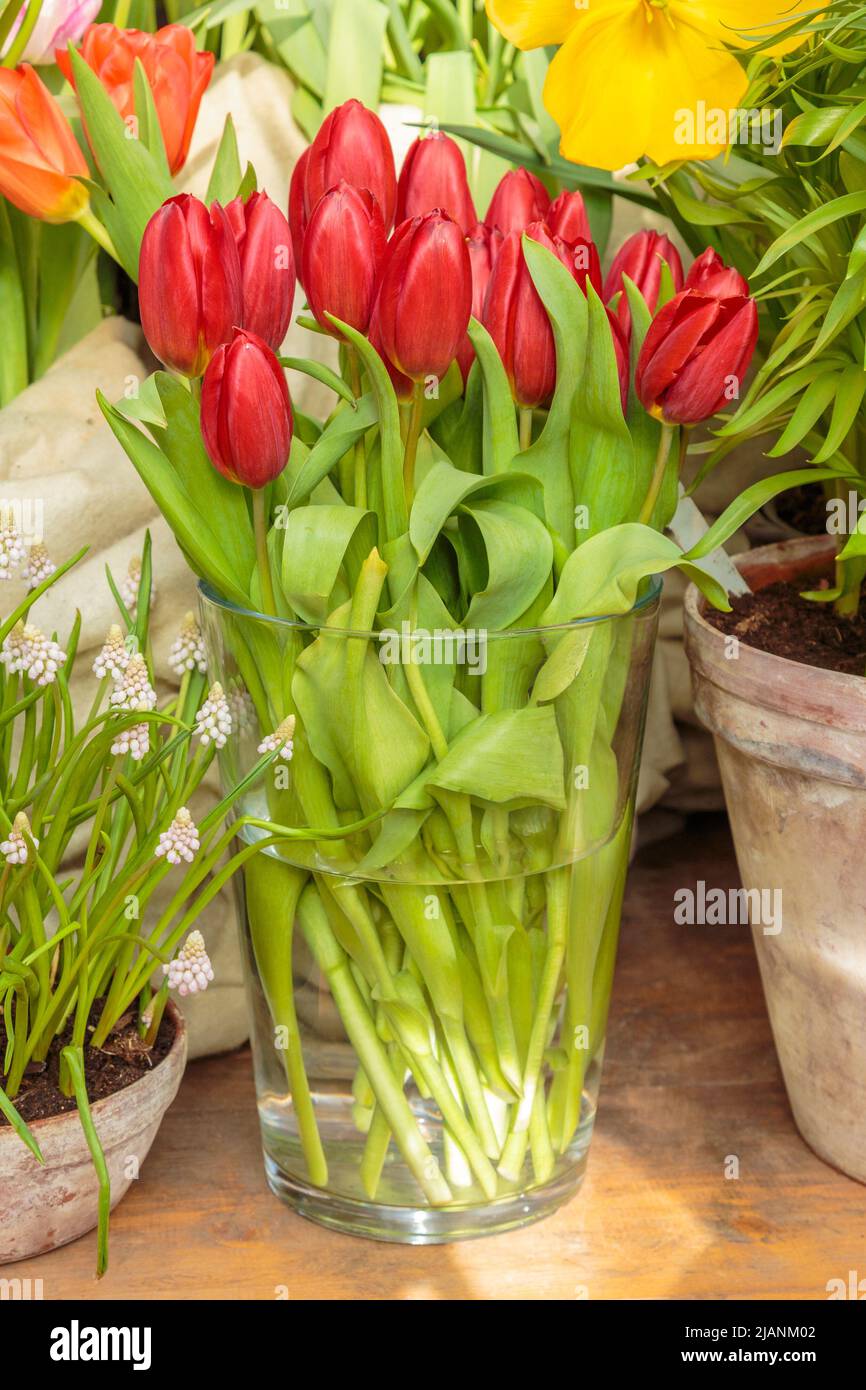 Flowers in green house. Floral bouquet shop. Blooming plants and multi ...