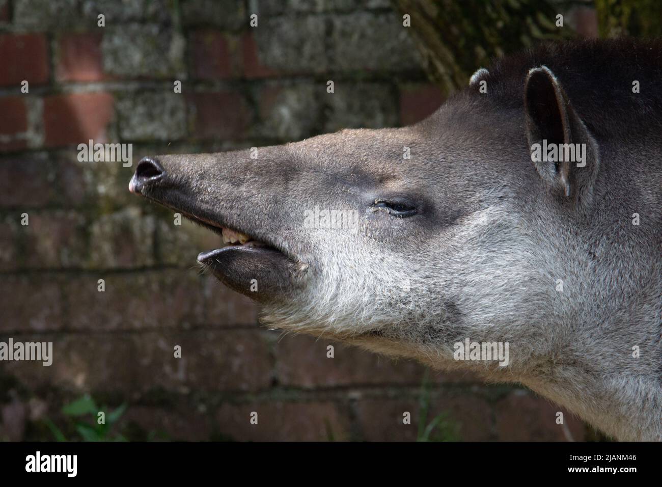 South American tapir (Tapirus terrestris) single south American tapir ...