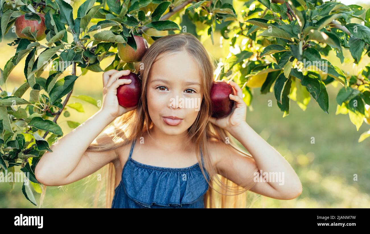 Child picking apples on farm in autumn. Little girl playing in apple ...