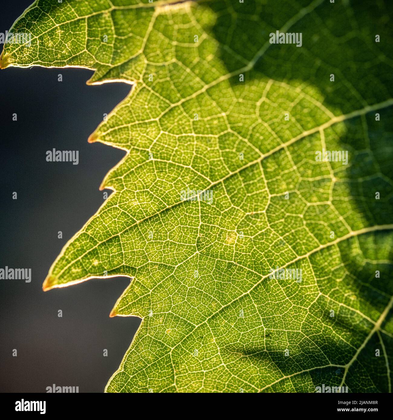 Close Up View Of Fresh Young Green Grape Leaves Background Stock Photo ...