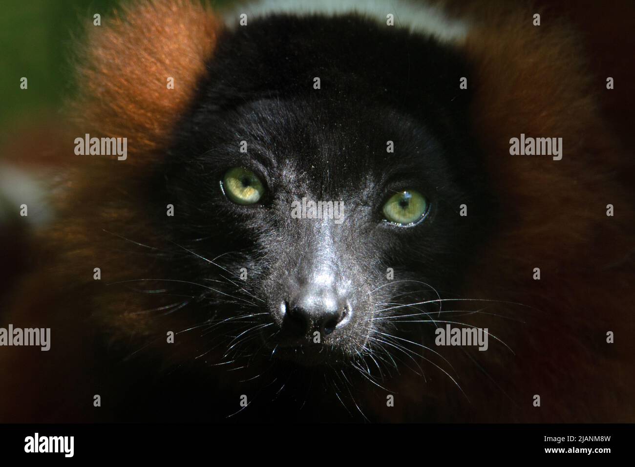 the isolated head and ruff of a red ruffed lemur (Varecia rubra) with a ...