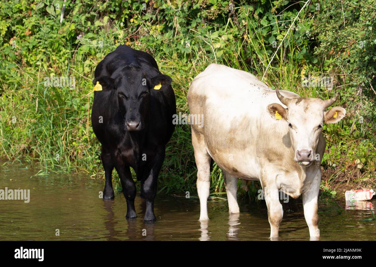 Two cattle standing hi-res stock photography and images - Alamy