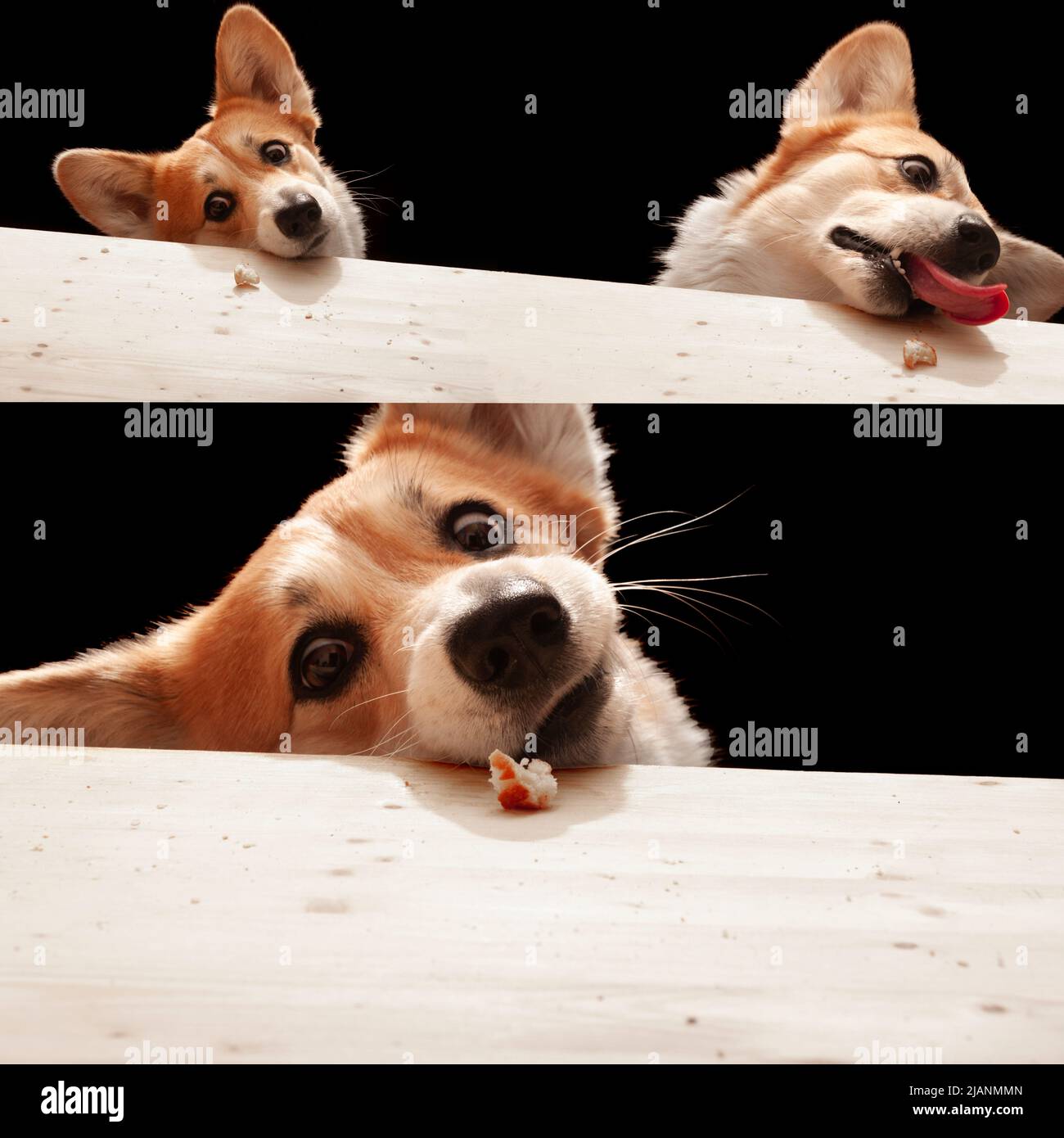 A collage of photos of a funny Pembroke Welsh Corgi guarding a piece of ...