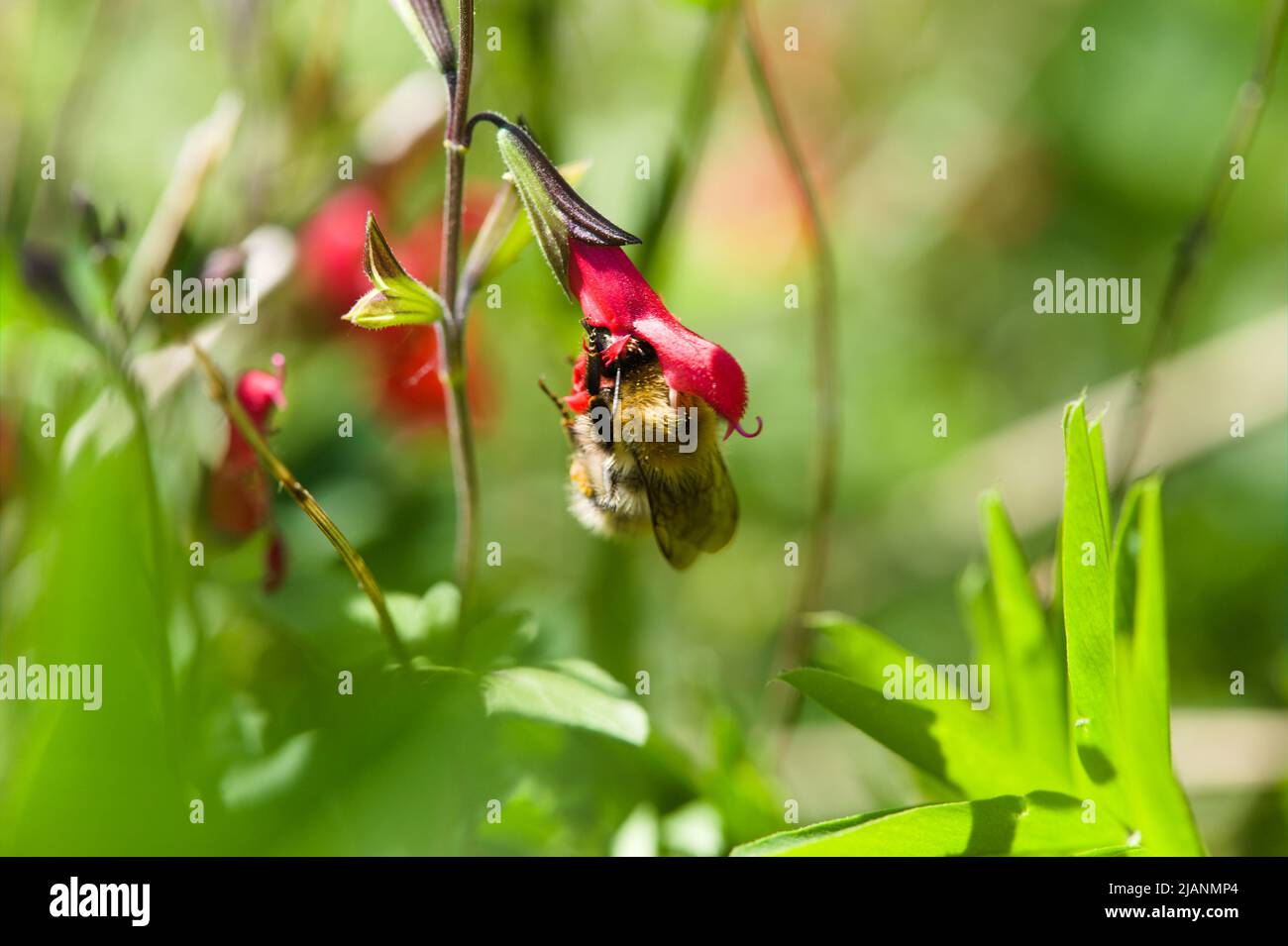 Bee foraging from the underside of a red trumpet-shaped bell of an ...