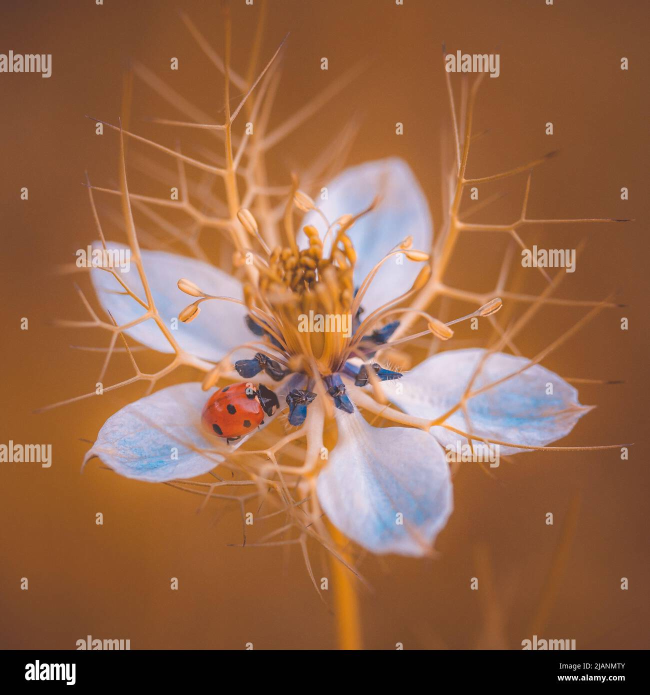 ladybug on a wildflower Stock Photo - Alamy