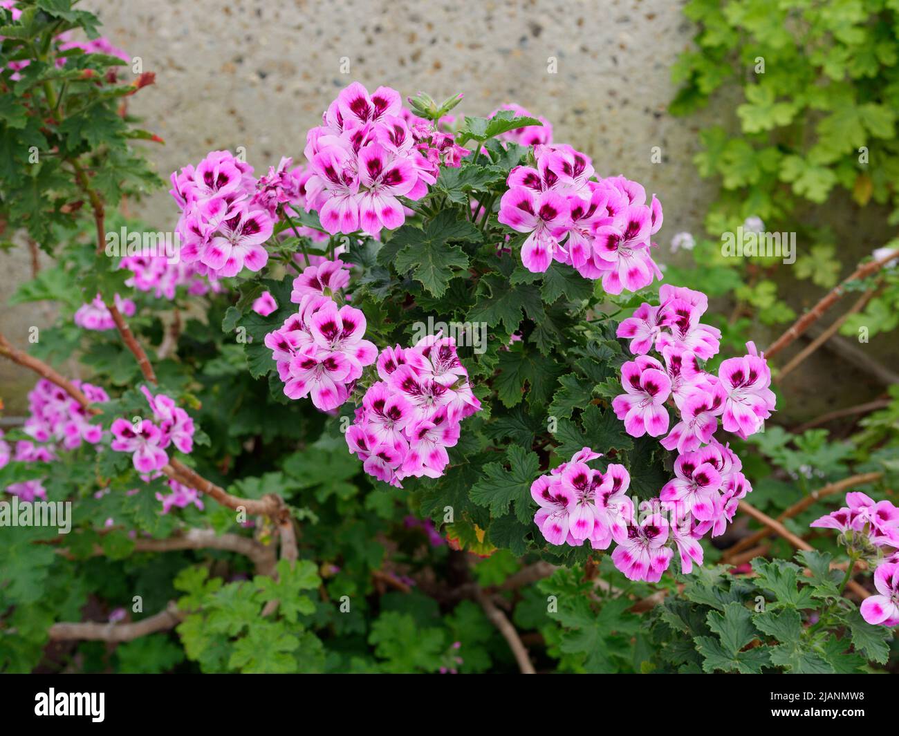 Inside prince wales conservatory royal botanic gardens hi-res stock ...