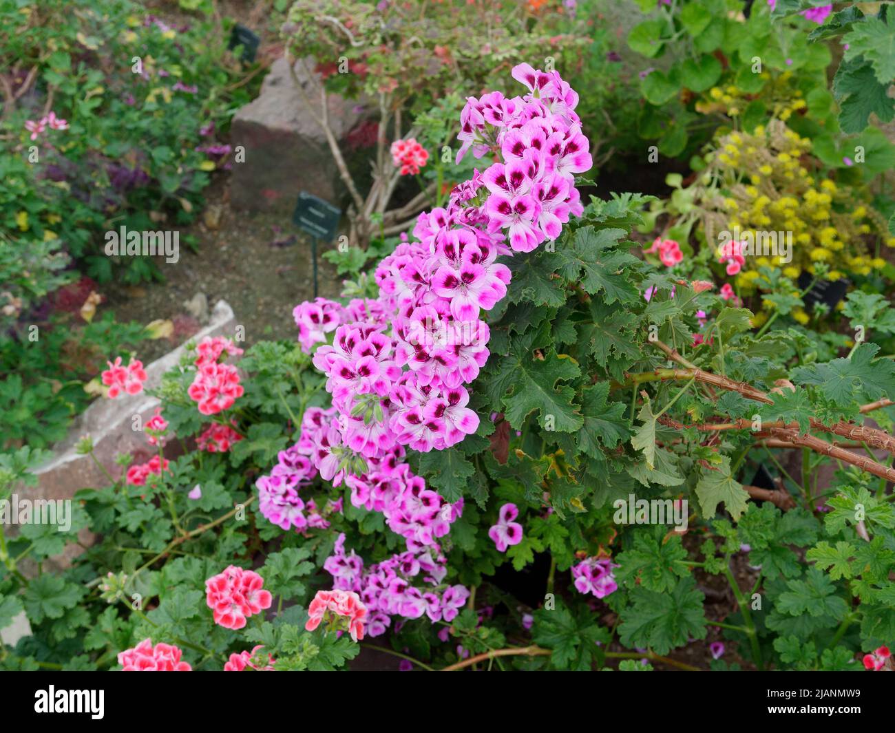 Inside prince wales conservatory royal botanic gardens hi-res stock ...