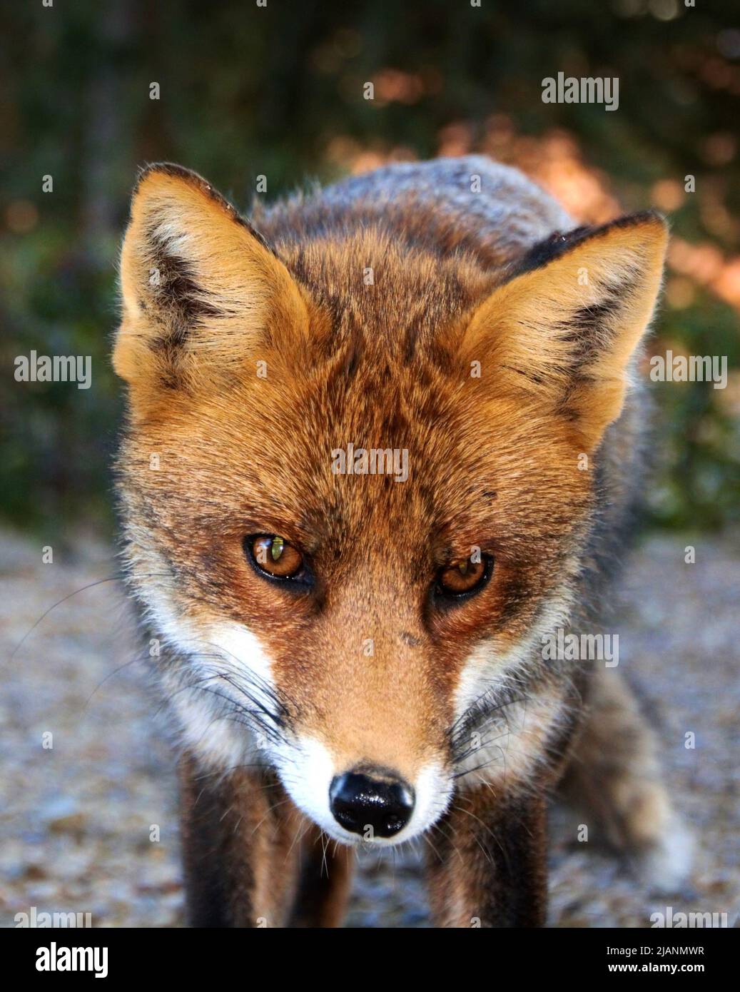 Red fox carnivore hi-res stock photography and images - Alamy