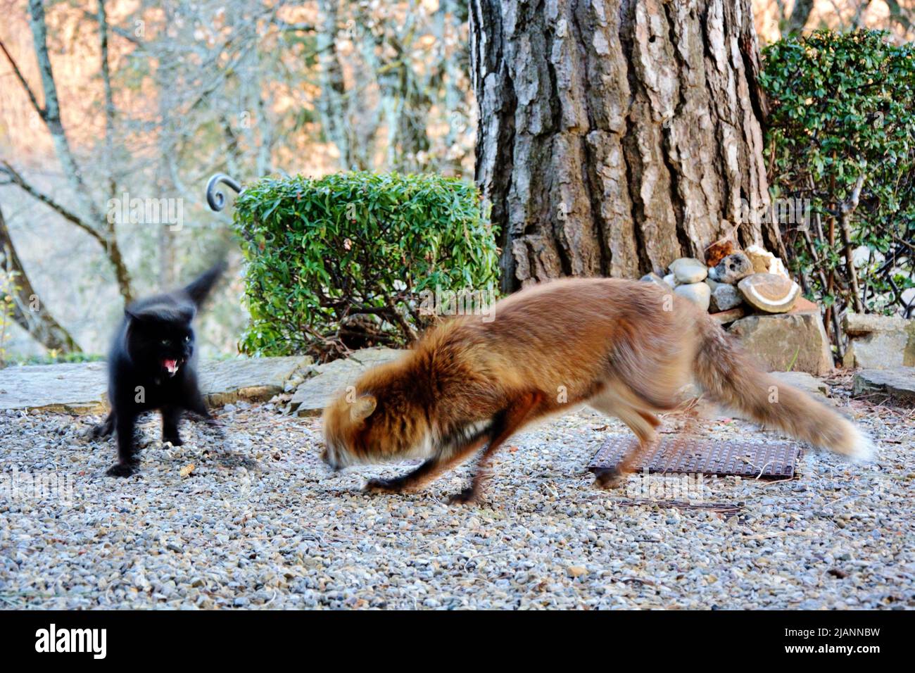 Domestic cat fighting with wild fox Stock Photo - Alamy