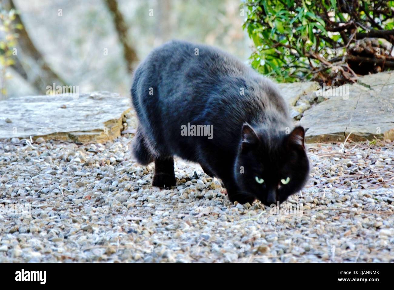 Dead black cat hi-res stock photography and images - Alamy