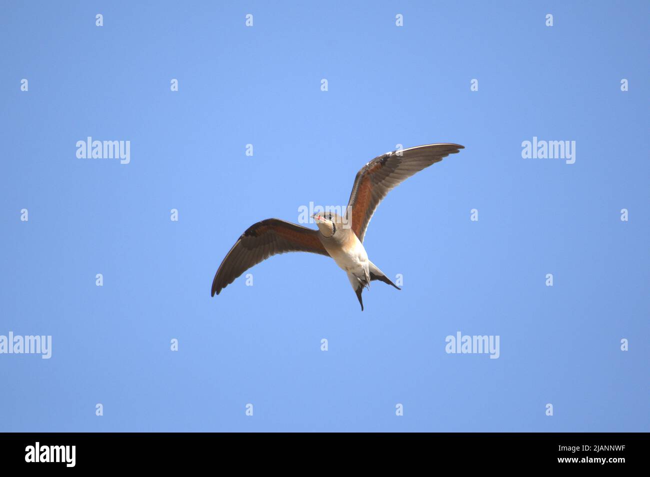 The collared pratincole (Glareola pratincola), also known as the common ...