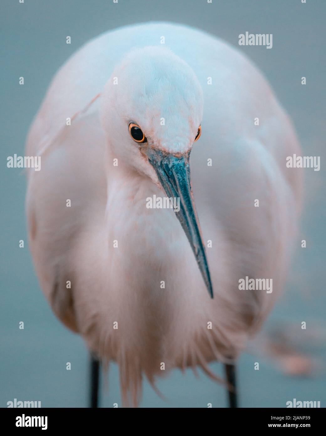 Little egret and great white egret hi-res stock photography and images ...