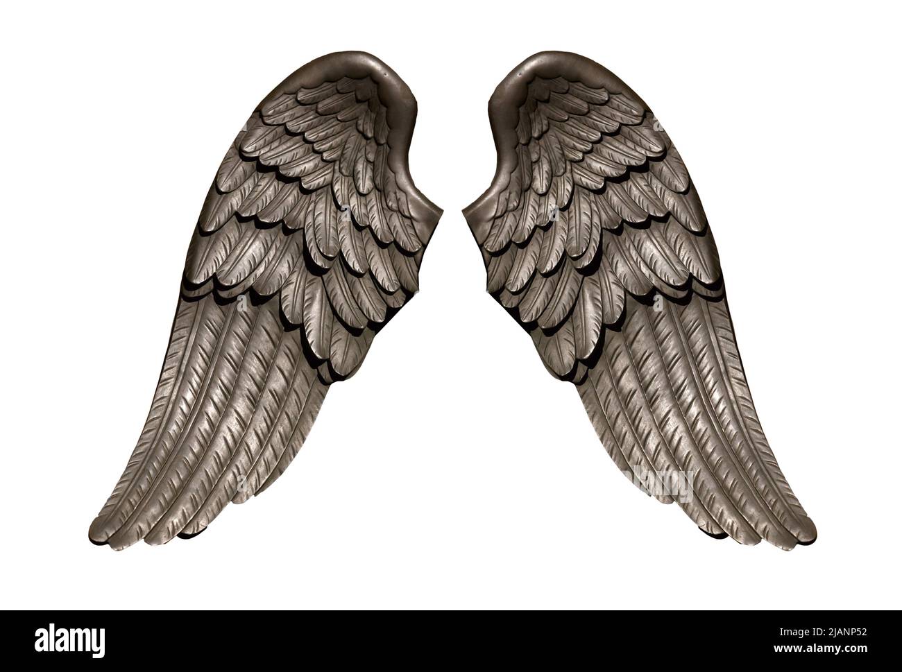 Angel wings, Natural black wing plumage isolated on white background ...