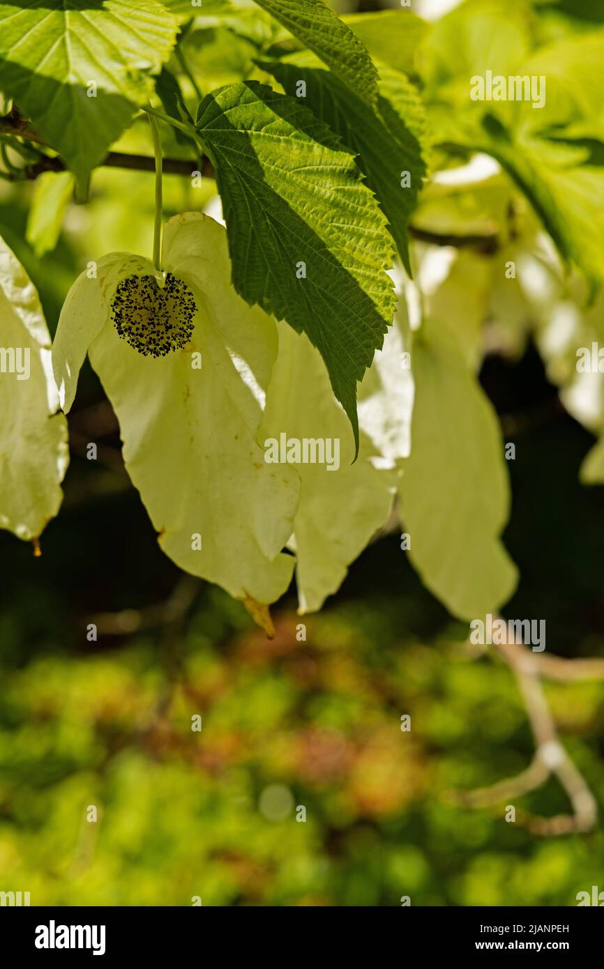 Flowering dove tree hi-res stock photography and images - Alamy