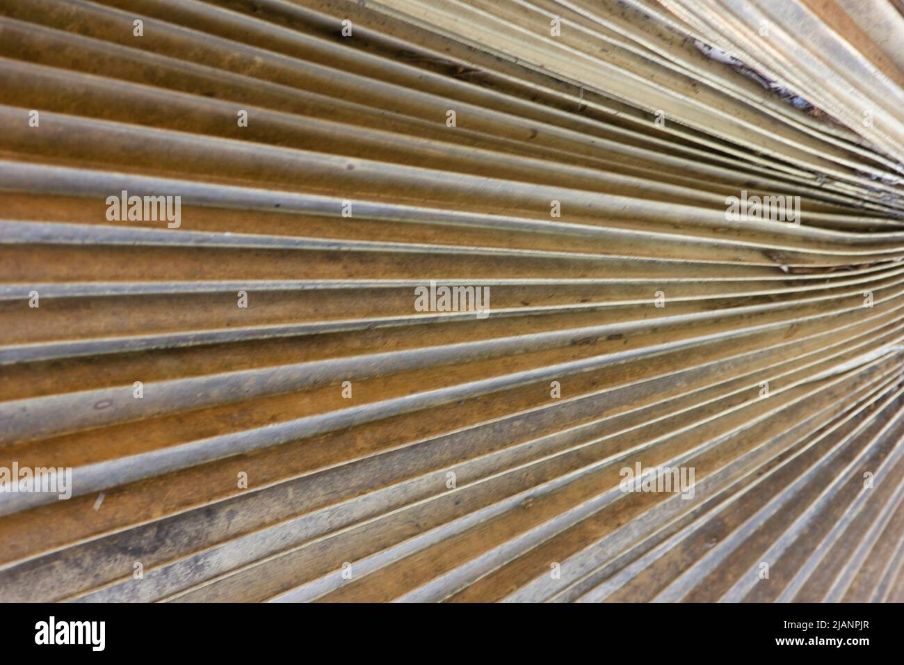 Tropical dry palm leaf hi-res stock photography and images - Alamy