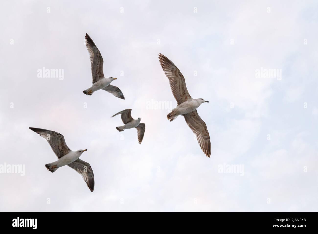 Seagull flock on blue sky background. Seagulls flying in sky. Flock of ...