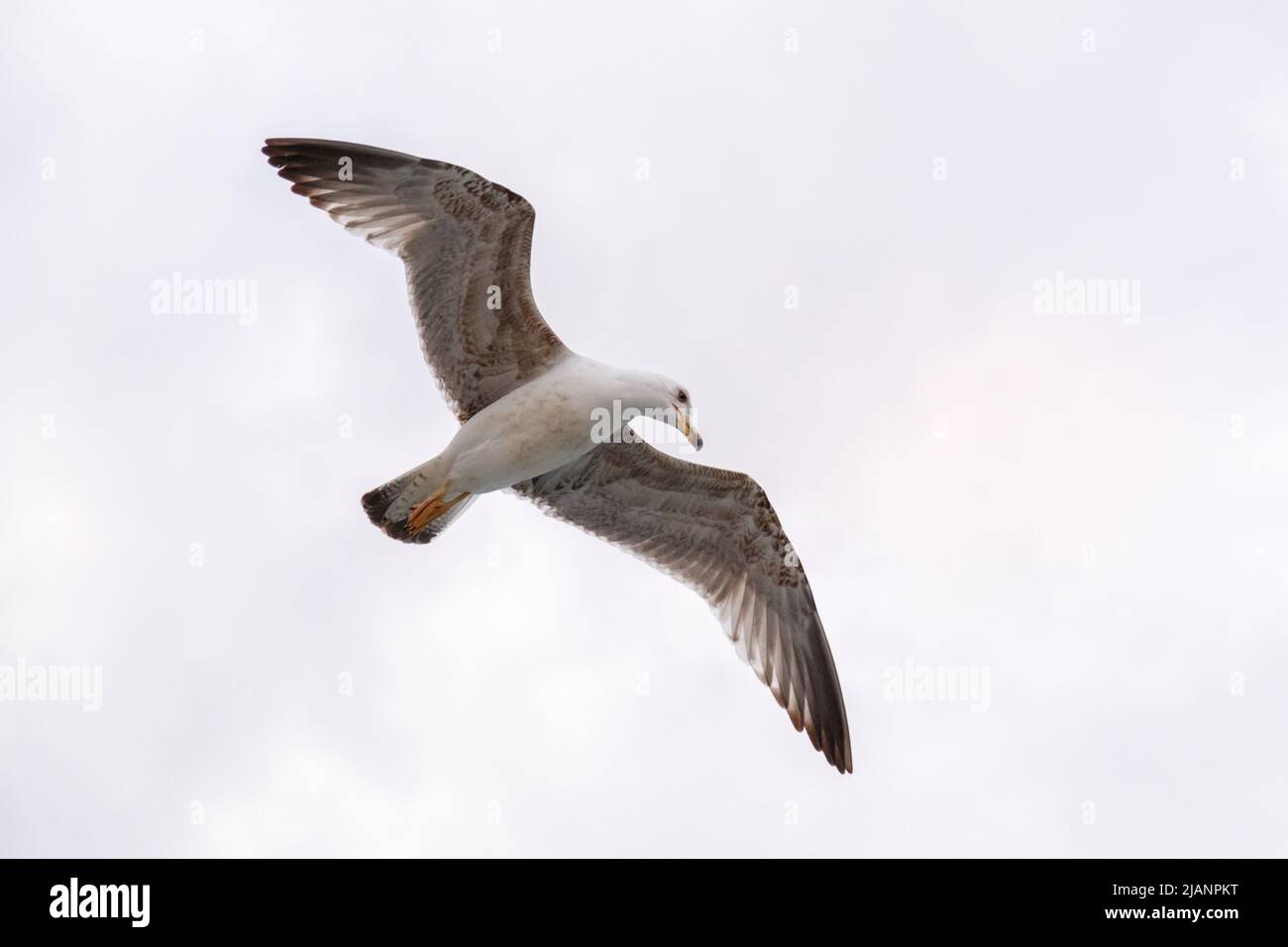 Seagull flock on blue sky background. Seagulls flying in sky. Flock of ...