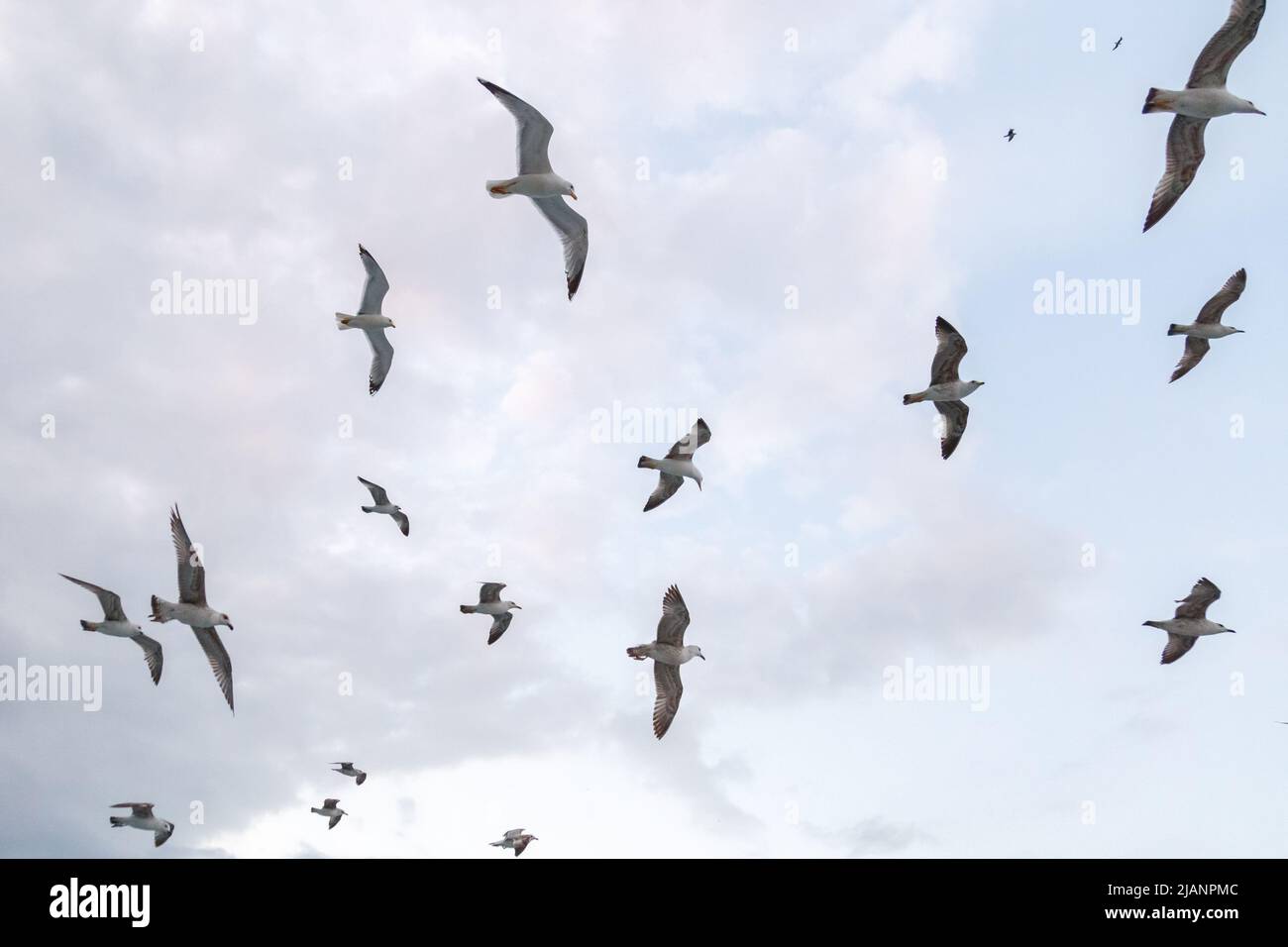 Seagull flock on blue sky background. Seagulls flying in sky. Flock of ...