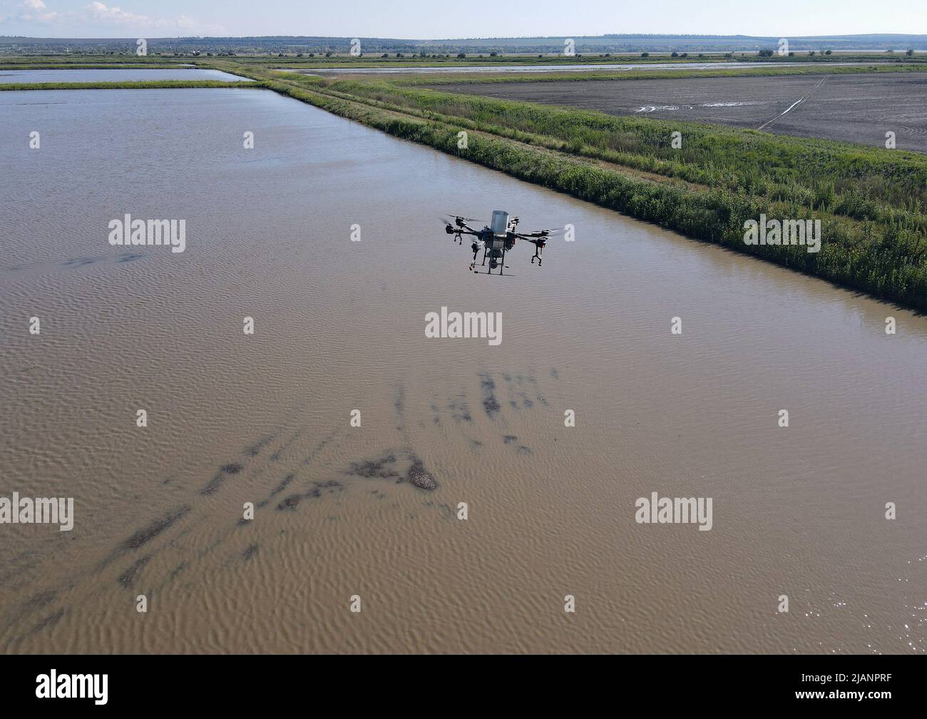 Sowing rice with the help of controlled robotic drones in the Temryuk district. Genre ...
