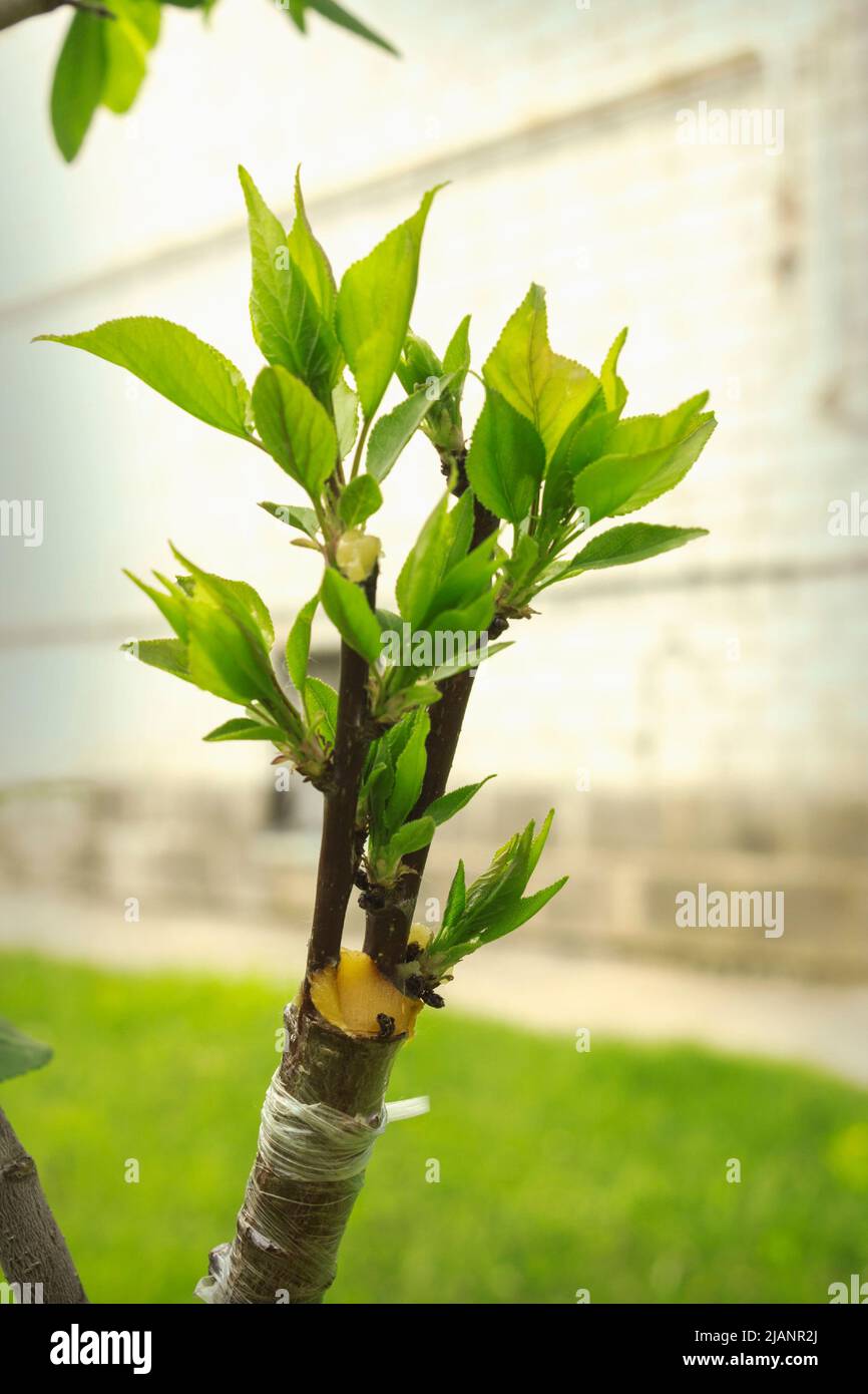 Live cuttings at successful grafting plum tree in cleft with growing ...