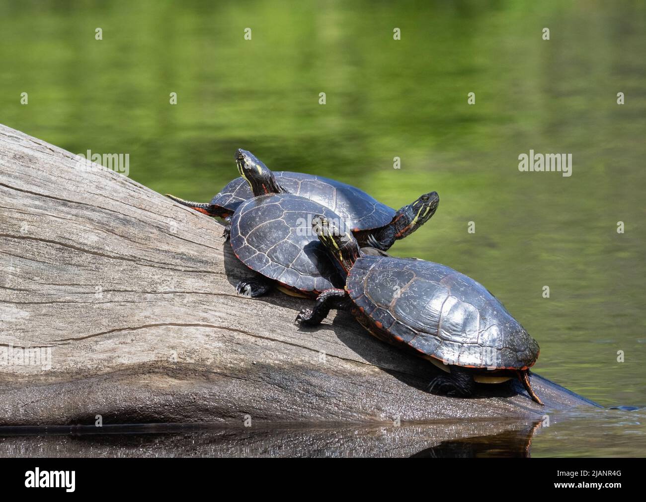 Three is a crowd hi-res stock photography and images - Alamy