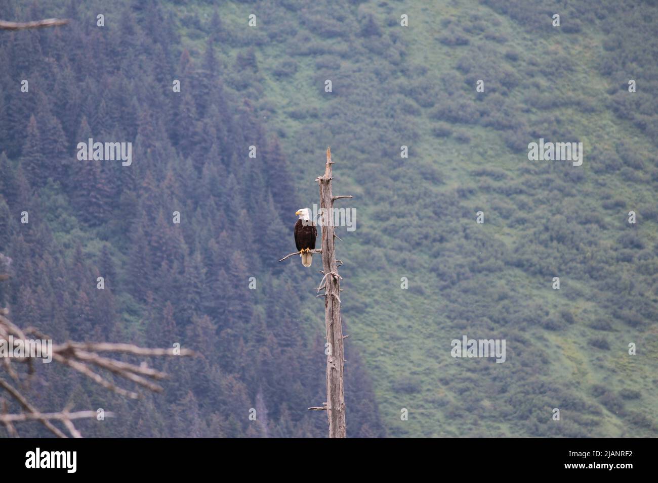 bald eagle perching on a dead tree against a forest background Stock ...