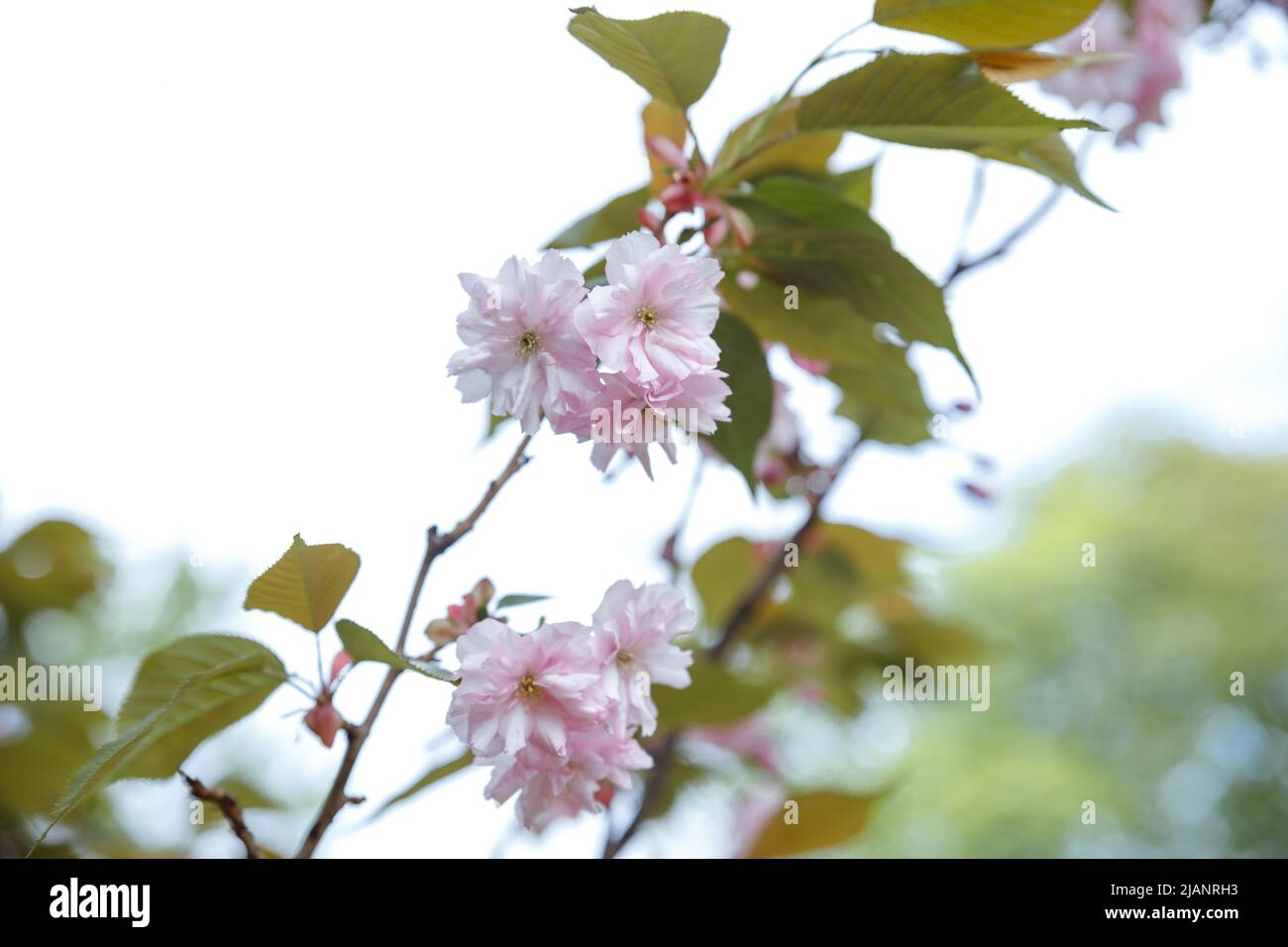 A close-up of pink cherry blossom, japanese sakura tree in spring Stock ...