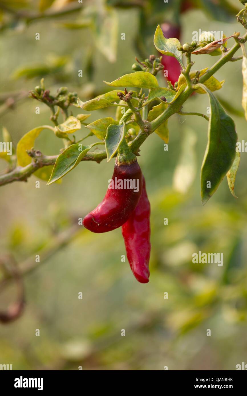 Chili pepper field hi-res stock photography and images - Alamy