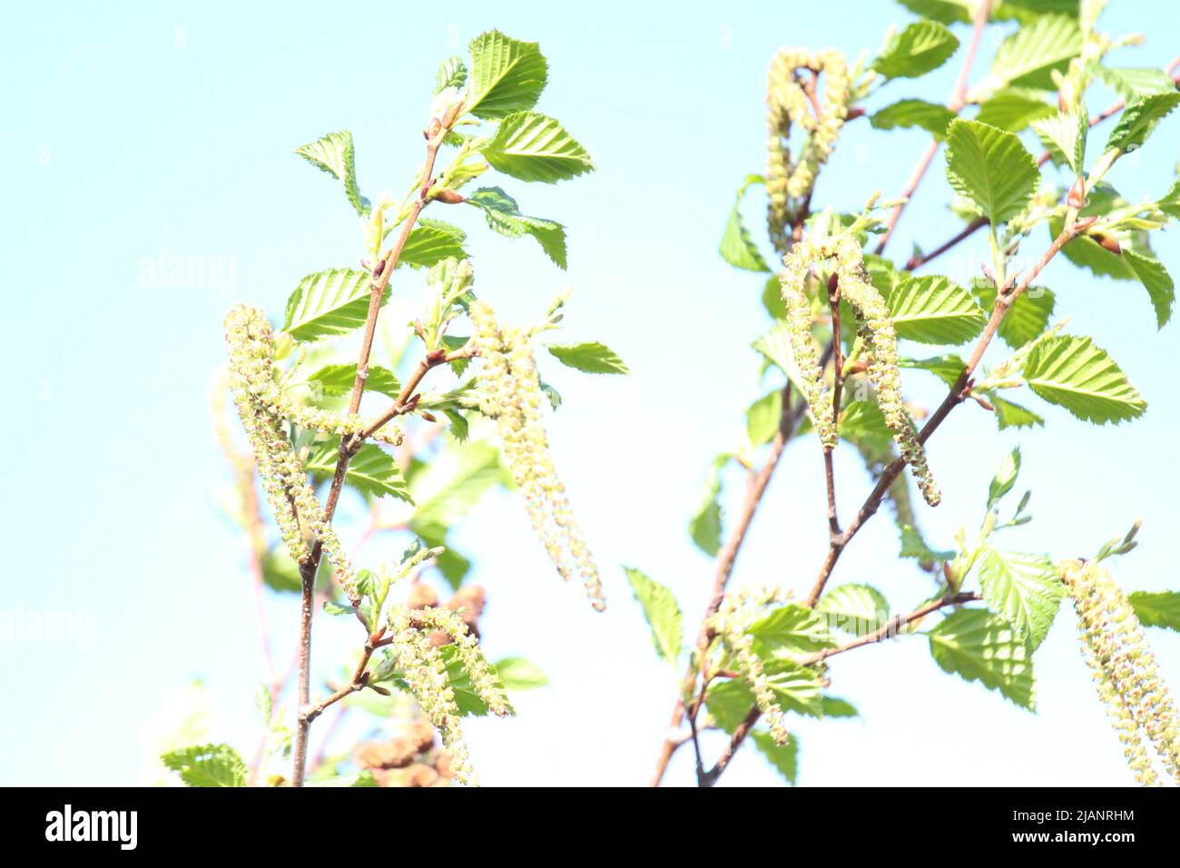 green leaves blowing in the wind against a light blue sky Stock Photo ...