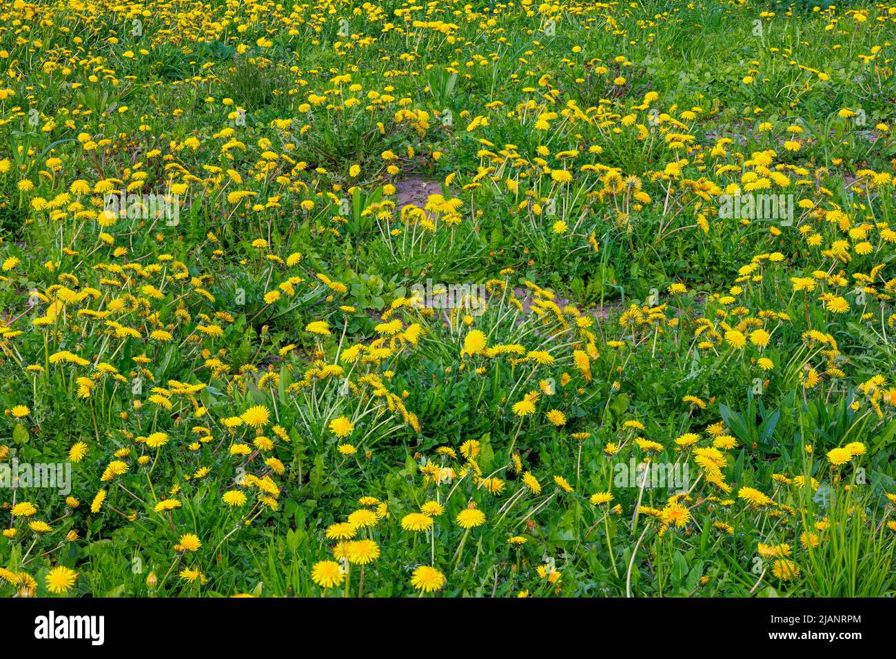yellow dandelion field at sunny day - full-frame background Stock Photo ...