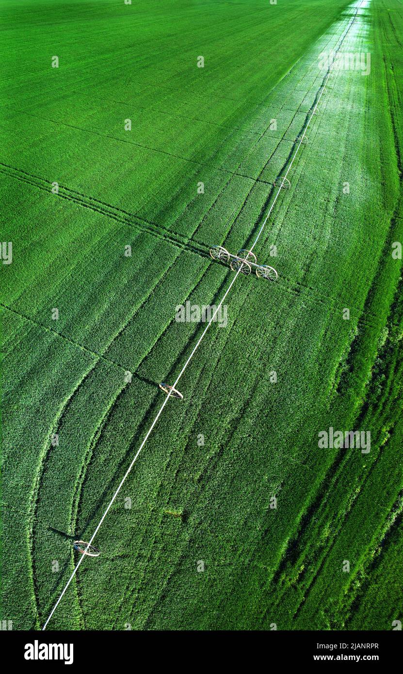 Aerial view from a drone flying above a green farm field growing crops ...