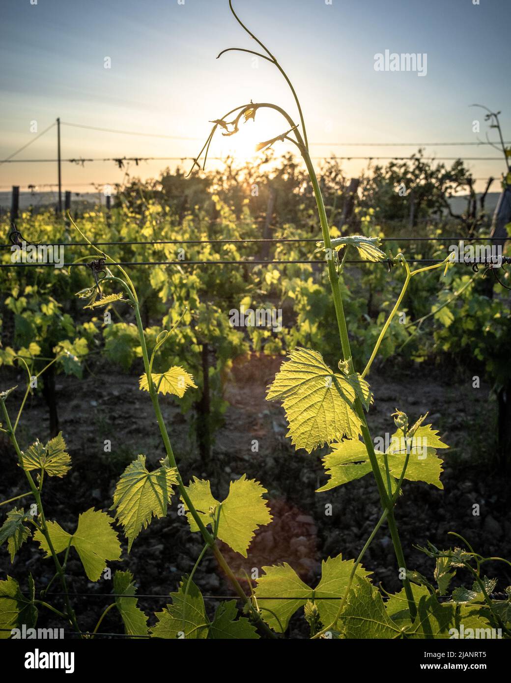 Leaves of young vines in backlight at sunset grow during the spring in ...