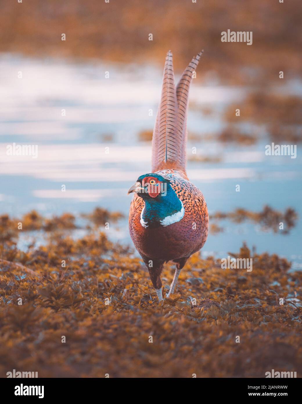 colorful male pheasant, Phasianus colchicus, in its natural habitat in ...