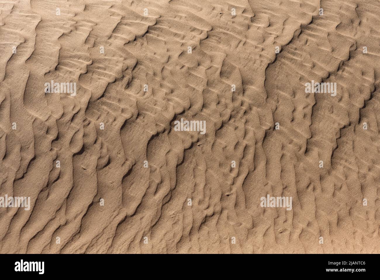 Namibia, the Namib desert, graphic landscape of yellow dunes ...